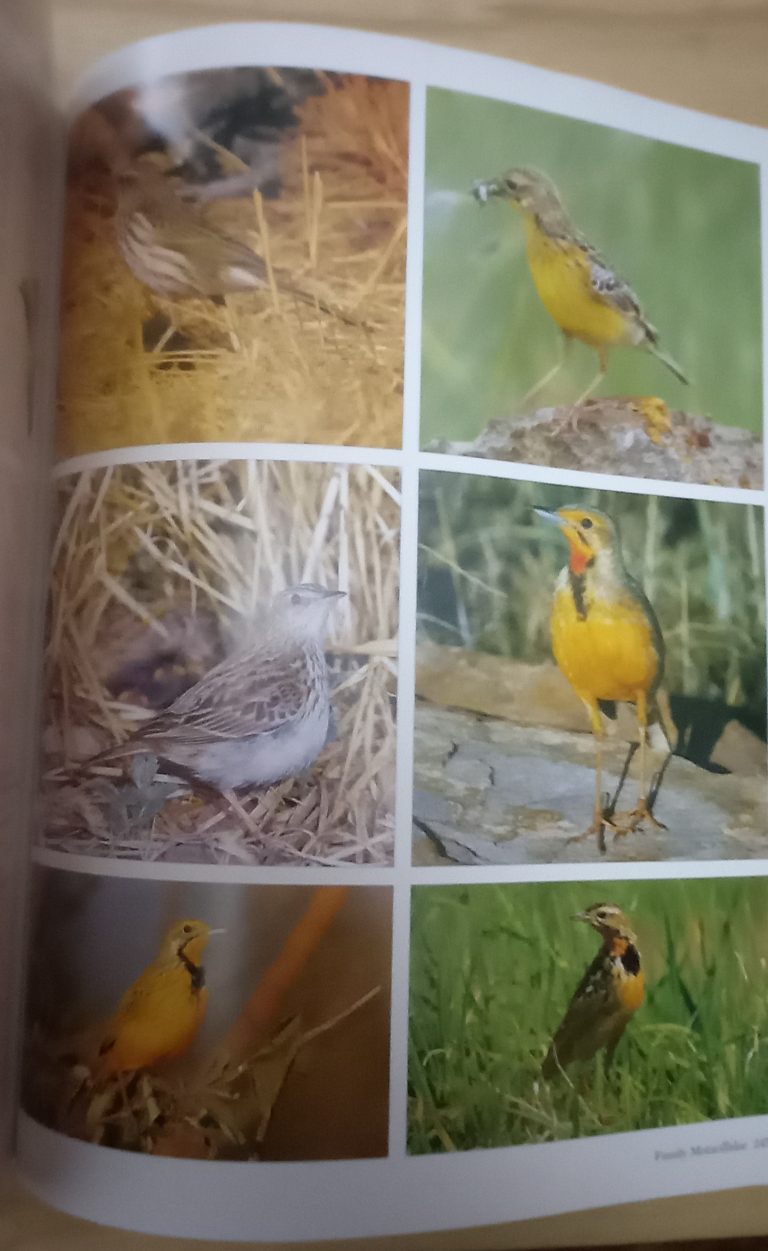 Southern African Birds a photographic guide - Sasol Ian Sinclair and ...